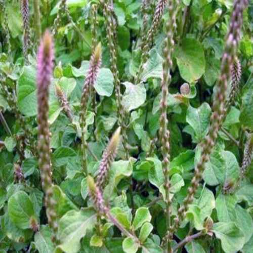 Ngưu tất giúp điều trị cao huyết áp